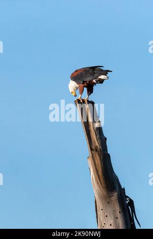 Sub-adult African Fish Eagle taking off, Queen Elizabeth National Park ...