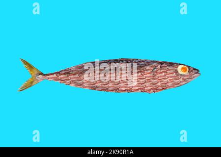 Art collage with mackerel fish and bacon. Photo on a summer pastel ...