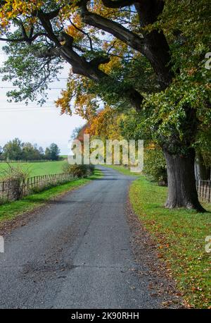 View along drive lined with trees in autumnal colour Stock Photo - Alamy