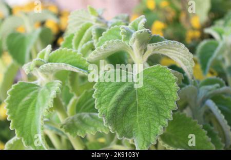 The australian lemon leaf Plectranthus species Mont Carbine Stock Photo ...