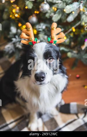 dog with deer horns decoration under the christmas tree at home, Beagle ...