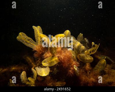 close up of bladderwrack, also known as bladder fucus, pop weed, cut ...