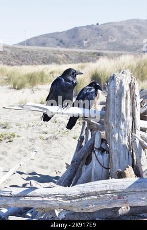 A pair of ravens perched side by side on a pile of drift wood near the ...