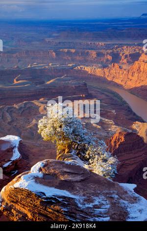 Snow on a dead juniper tree trunk in winter on Marlboro Point near Moab ...