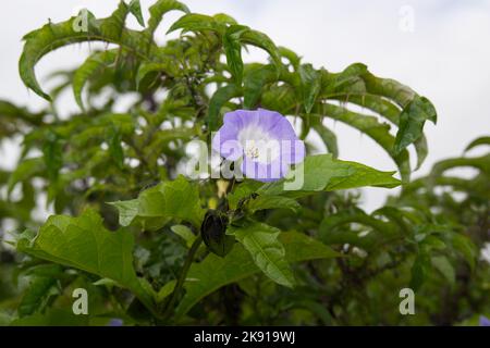 Blue, summer flowered annual Nicandra Physalodes, Shoo Fly plant, Apple ...