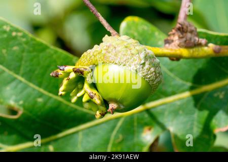 Close up of an acorn deformed by the Knopper Oak Gall Wasp (andricus ...