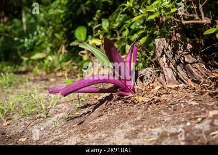 A closeup shot of Moses-in-the-cradle Exotic purple Plants With ...