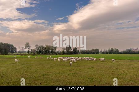Fassona breed cows grazing on the countryside of the Italian Po valley ...