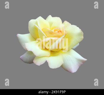 rose Gloria day. Beautiful blooming rose isolated on white background ...