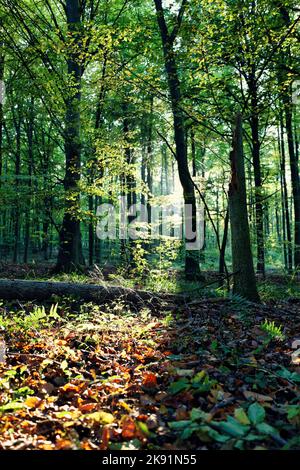 tree trunk silhouettes in forest with green foliage textures in ...