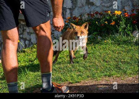 Hiker feeding a friendly fox infornt of a cabin Stock Photo - Alamy