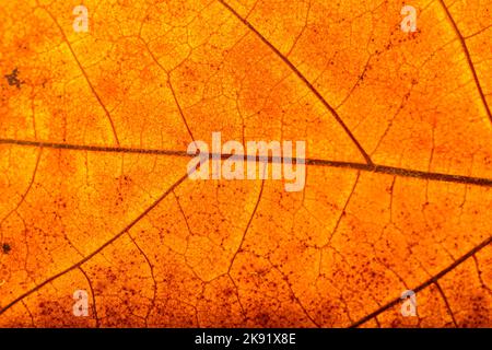 Details of a maple leave, Macro maple leaf Stock Photo - Alamy