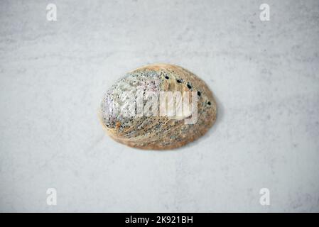 Paua unpolished shell on concrete background. Close up with shadow. Paua is Maori for abalone ...