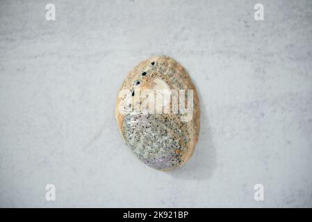 Paua unpolished shell on concrete background. Close up. Paua is Maori ...