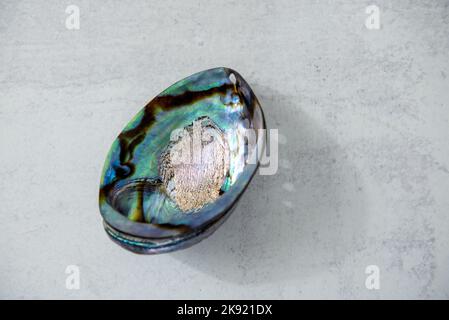 Paua polished shell on light concrete background. Close up with shadow ...