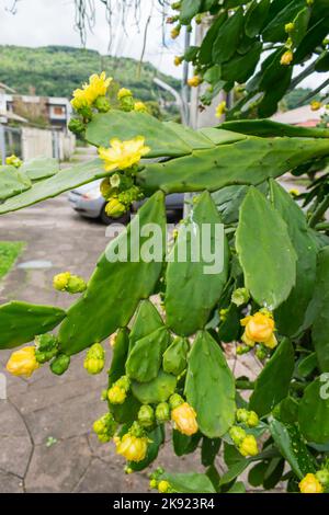 Brasiliopuntia brasiliensis (Brazilian Prickley Pear) cactus in bloom ...