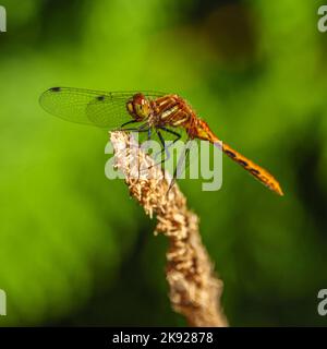 Striped Meadowhawk (Sympetrum pallipes) dragonfly resting on a stalk of ...