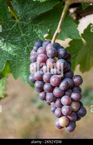 Port Townsend, Washington, USA. Maréchal Foch grapes growing on the ...