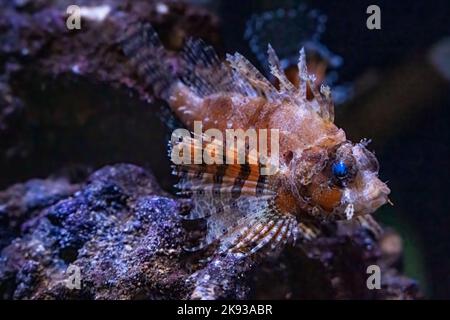 Fuzzy Dwarf Lionfish (Dendrochirus brachypterus) at the Georgia ...