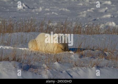 A beautiful polar bear lying down in snow between arctic grass, near ...