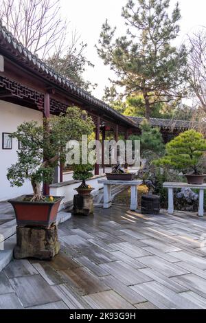 Original traditional Chinese art penjing or penzai. Miniature living ...