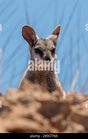 The Australian Black-Flanked Rock-Wallaby (Petrogale lateralis), also ...