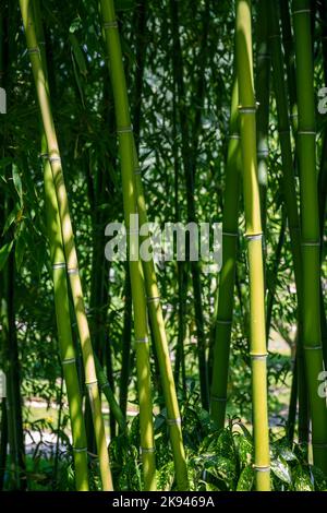 Bamboo tree detail. Green tropical forest, zen background Stock Photo ...