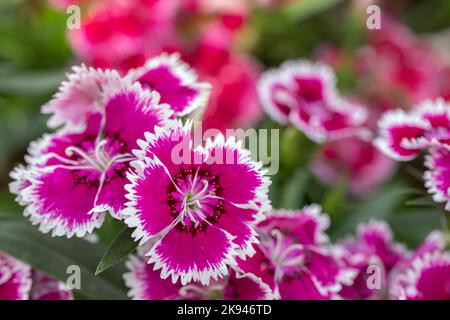 Bright Sweet William flowers Dianthus barbatus flowering in a garden ...