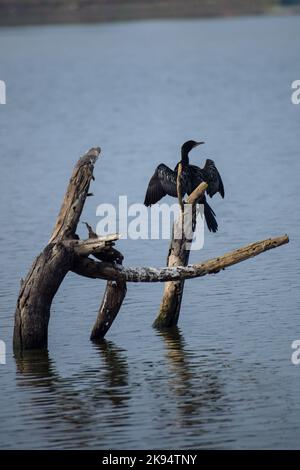 A closeup of a Great cormorant from behind on a wooden stick on a lake ...