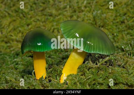 Gliophorus psittacinus (parrot waxcap) is found across Northern Europe ...