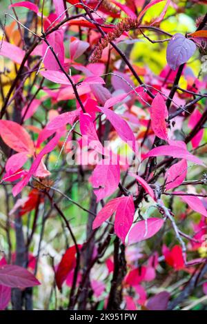 Swamp Titi, Leatherwood, Autumn, Cyrilla racemiflora, Autumnal, Colour ...