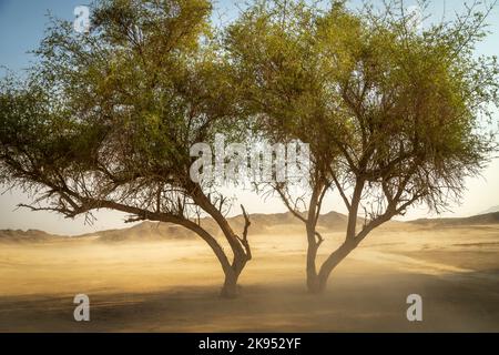 Big trees from deserts stand alone Stock Photo - Alamy