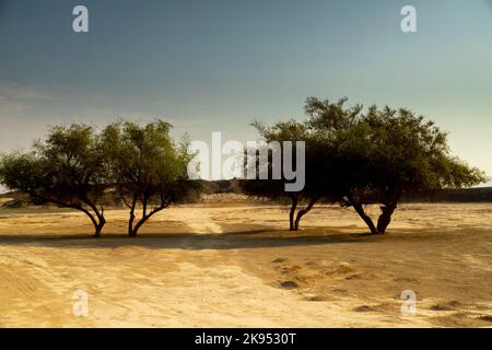 Big trees from deserts stand alone Stock Photo - Alamy