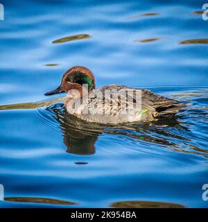 A closeup shot of a Eurasian Teal swimming in pond next to Coast Road ...
