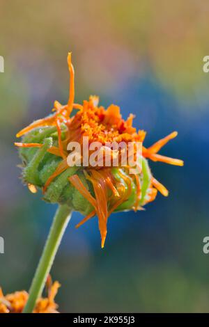 Withered Asteraceae Orange Marigold flowers Stock Photo - Alamy