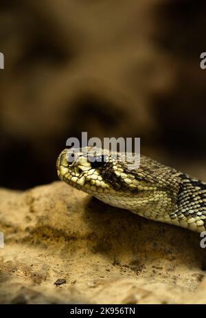 A vertical shot of a eastern diamondback rattlesnake skin pattern Stock ...
