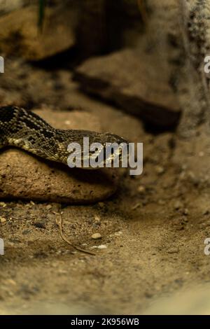 A vertical shot of a eastern diamondback rattlesnake skin pattern Stock ...