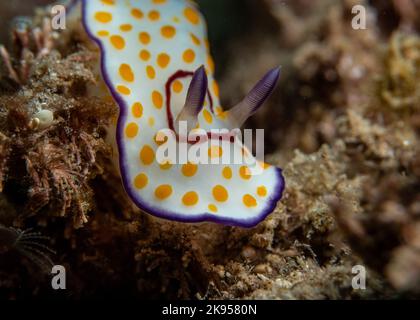 A closeup of a Goniobranchus annulatus sea slug swimming under the ...