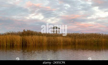 golden hour in a swamp lake, reeds and birch groves on the shore of the ...