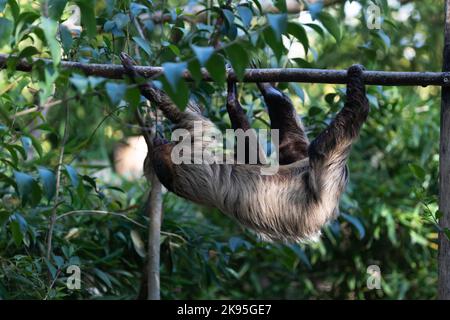 three-fingered sloths hanging on tree branch Stock Photo - Alamy