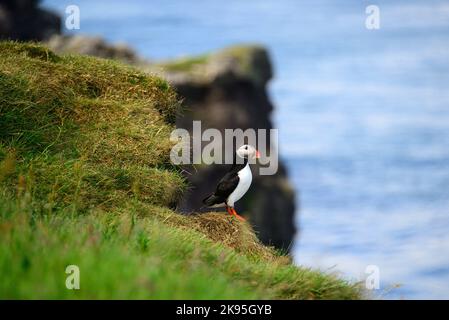 A shallow focus shot of an Atlantic puffin sitting on the green grass ...