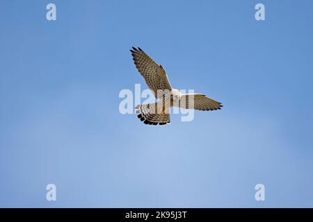 Female Common Kestrel in flight at Mewslade on the Gower Wales UK Stock ...