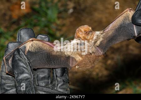 Eastern Red Bat - Lasiurus borealis Stock Photo - Alamy