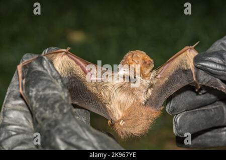 Eastern Red Bat (Lasiurus borealis Stock Photo - Alamy