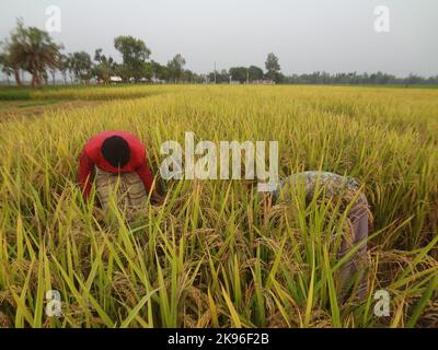 Naogaon, Bangladesh. 26th Oct, 2022. A villager picks up ears of rice ...
