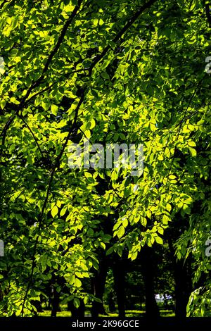 Historic park surrounding XVI century Rozalin Palace with vintage trees ...