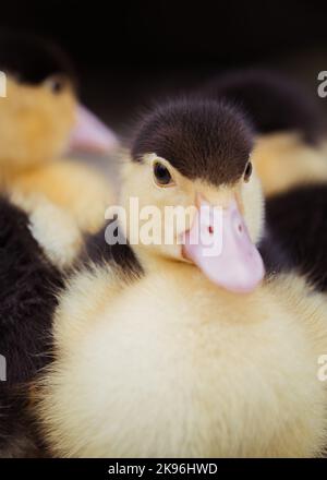 Vertical shot of an adorable yellow duckling on the green grass Stock ...