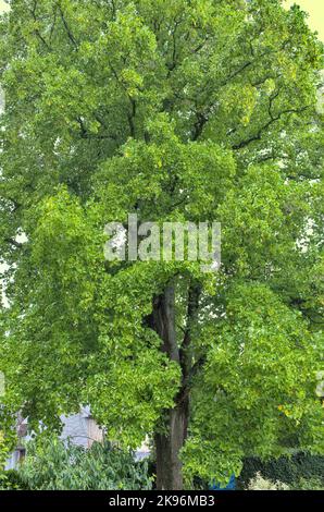 Tulip tree (Liriodendron tulipifera) with blooming tulip-like flowers ...
