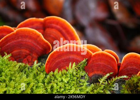 A closeup of red Trametes versicolor, turkey tail fungus on a tree bark ...