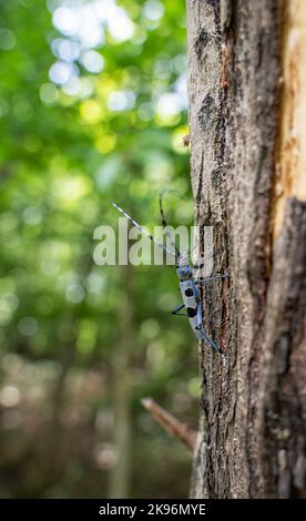 A closeup vertical shot of a Rosalia longicorn climbing the tree Stock ...